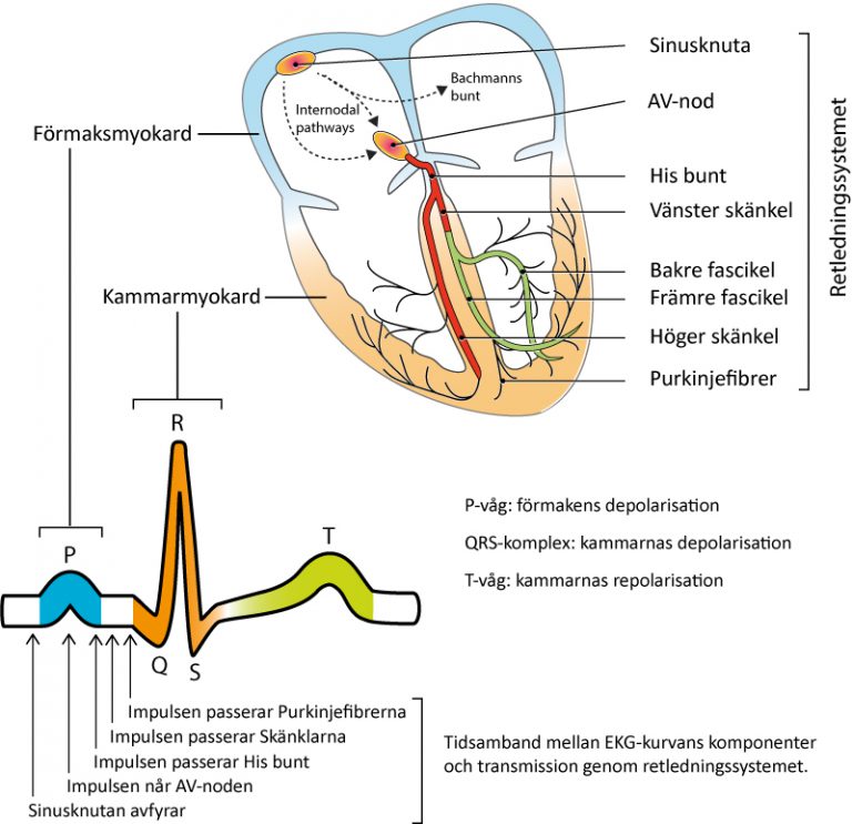 Figur 1. Hjärtats fyra rum och retledningssystemet. Från sinusknutan ...