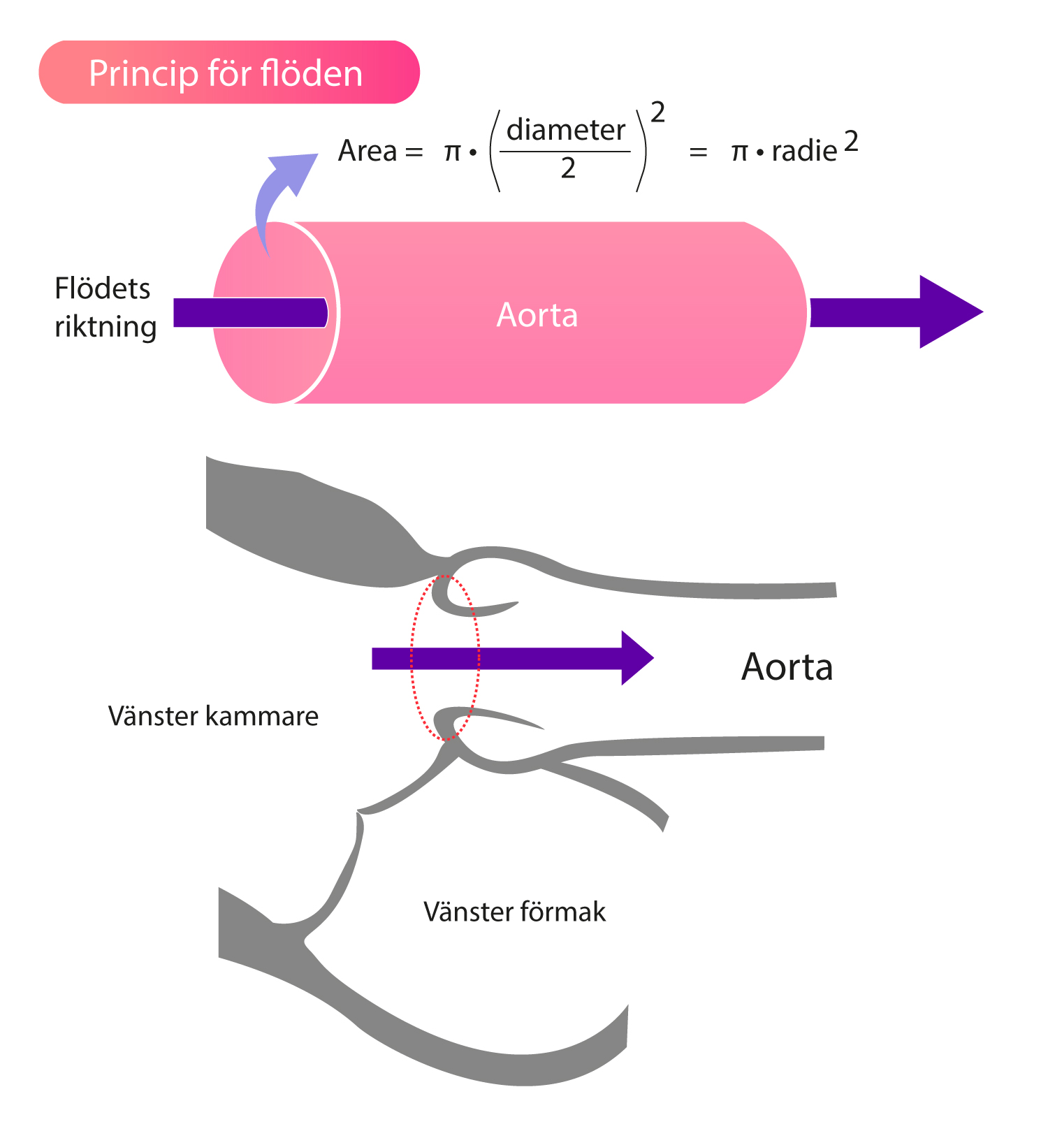 Slagvolym, VTI (Velocity Time Integral) & Cardiac Output - Klinisk ...