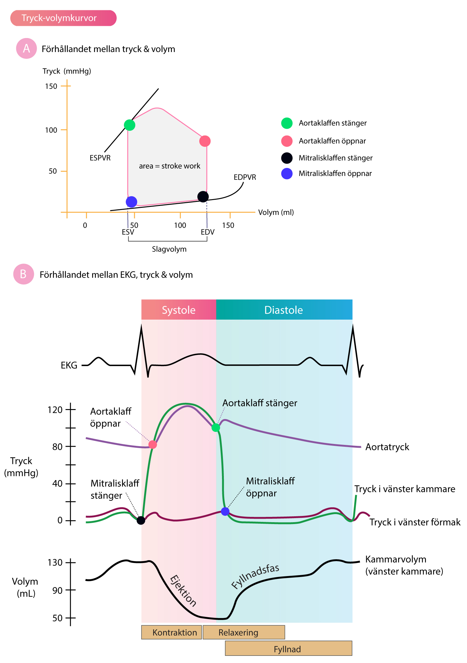 Tryck-volymkurvor, preload, afterload, slagvolym, wall stress & Frank ...