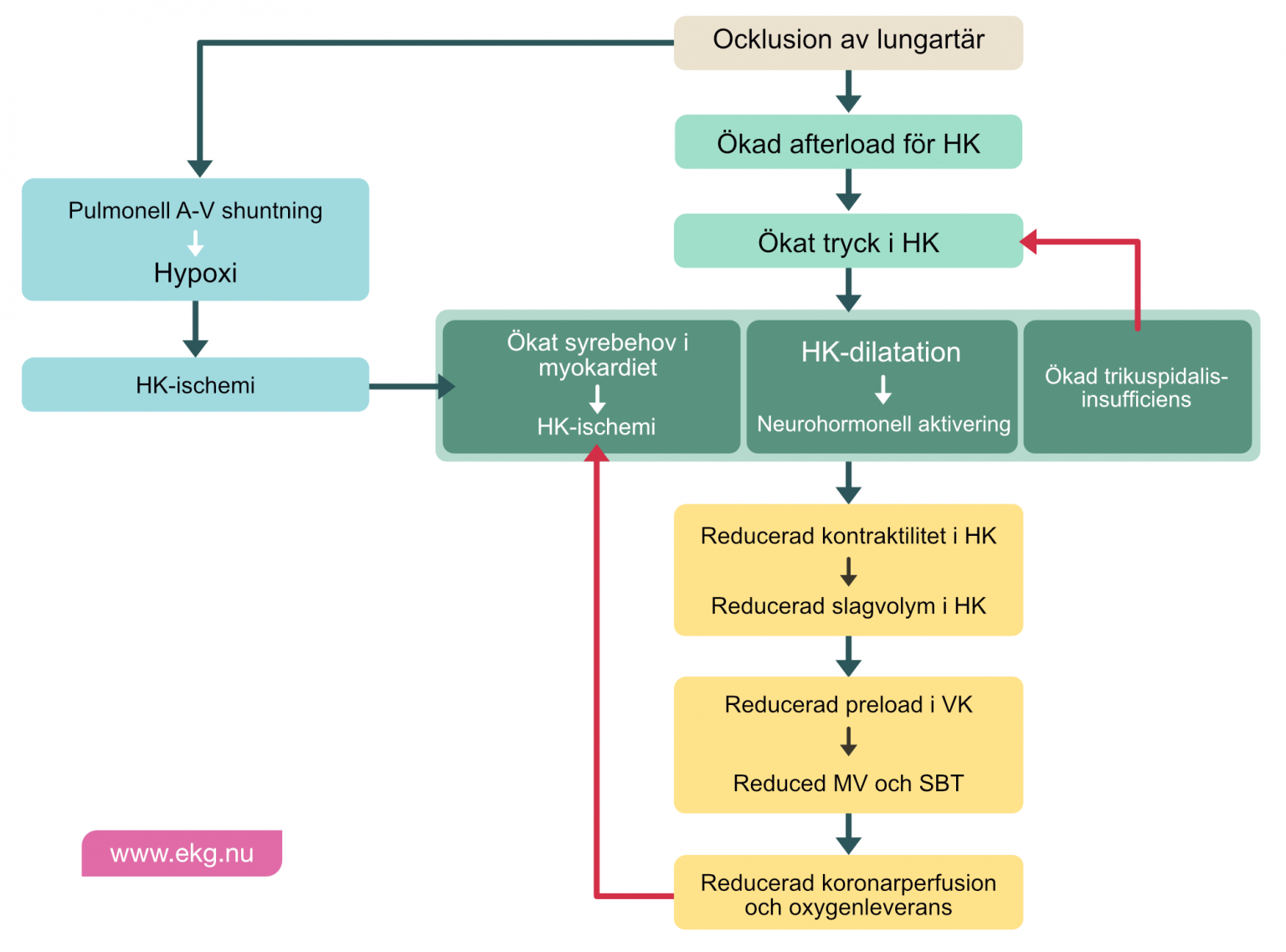 Lungemboli - Symptom, riskfaktorer, utredning, kriterier, behandling